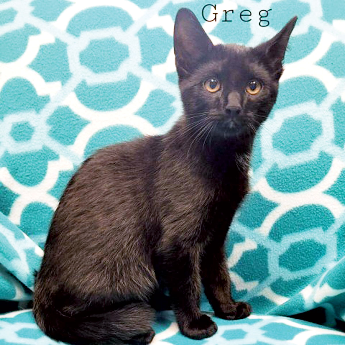 06-13-24-Furever-Cats—Greg-tle | News, Sports, Jobs - News and Sentinel